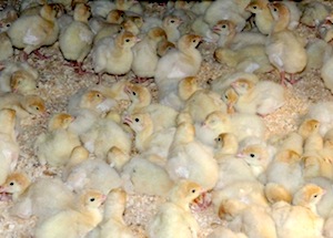 Buy local: Farm stand spotlight - Miloski's Poultry Farm | RiverheadLOCAL